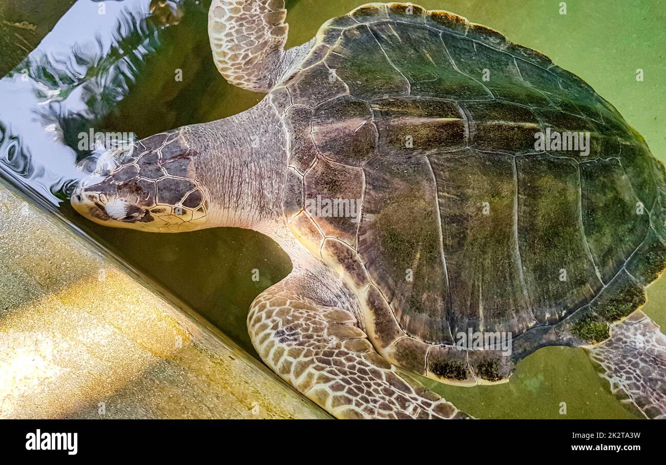 Green sea turtle hawksbill sea turtle loggerhead sea turtle swims Stock ...