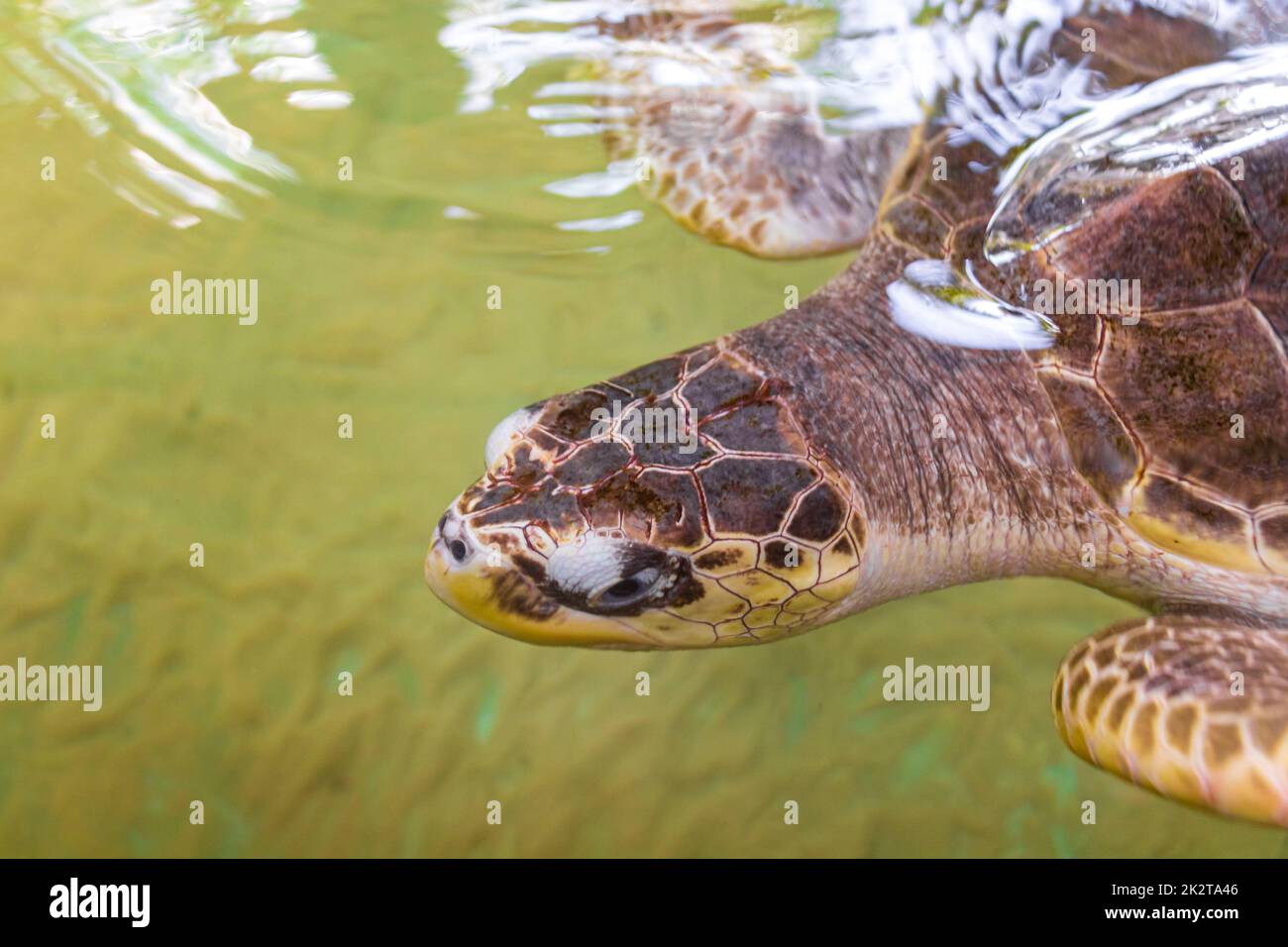 Green sea turtle hawksbill sea turtle loggerhead sea turtle swims Stock ...