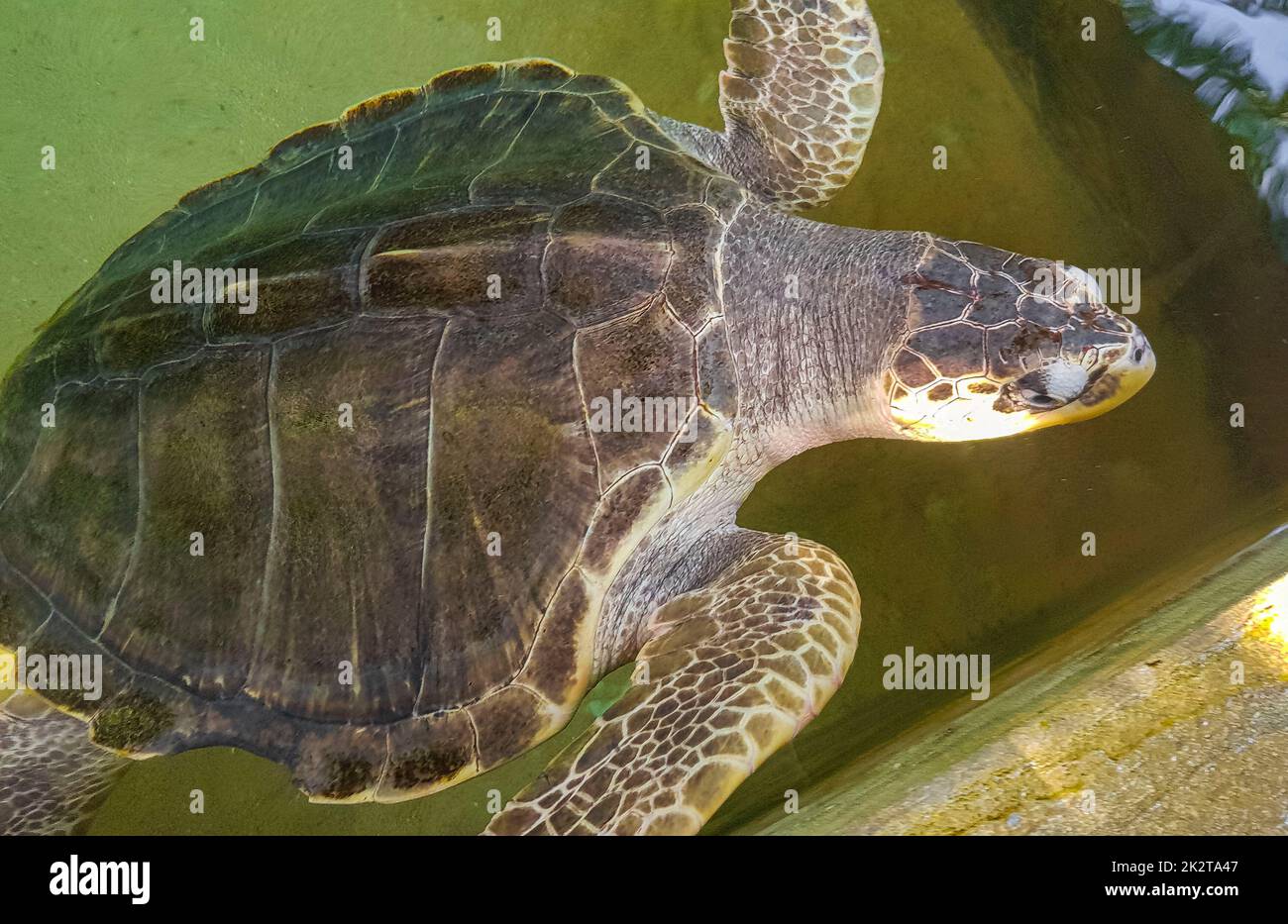 Green sea turtle hawksbill sea turtle loggerhead sea turtle swims Stock ...