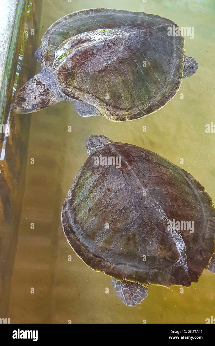 Green sea turtle hawksbill sea turtle loggerhead sea turtle swims Stock ...