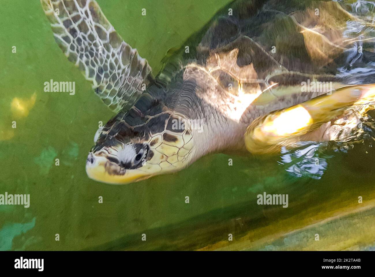 Green sea turtle hawksbill sea turtle loggerhead sea turtle swims Stock ...