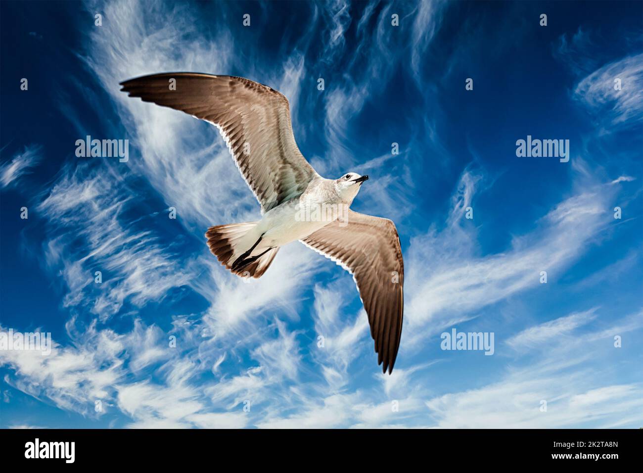 Seagull flying in sky Stock Photo - Alamy