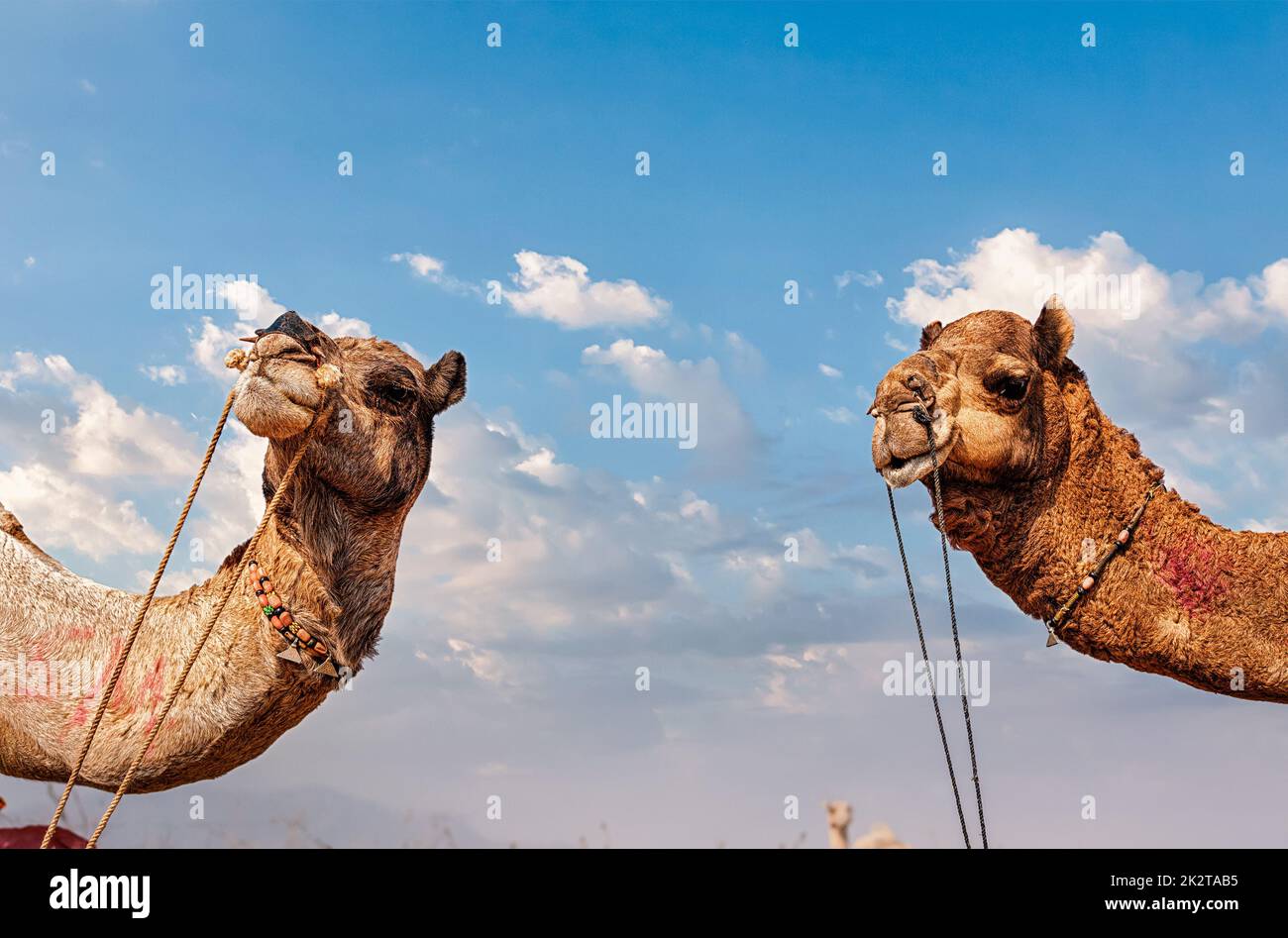 Camels in India Stock Photo - Alamy