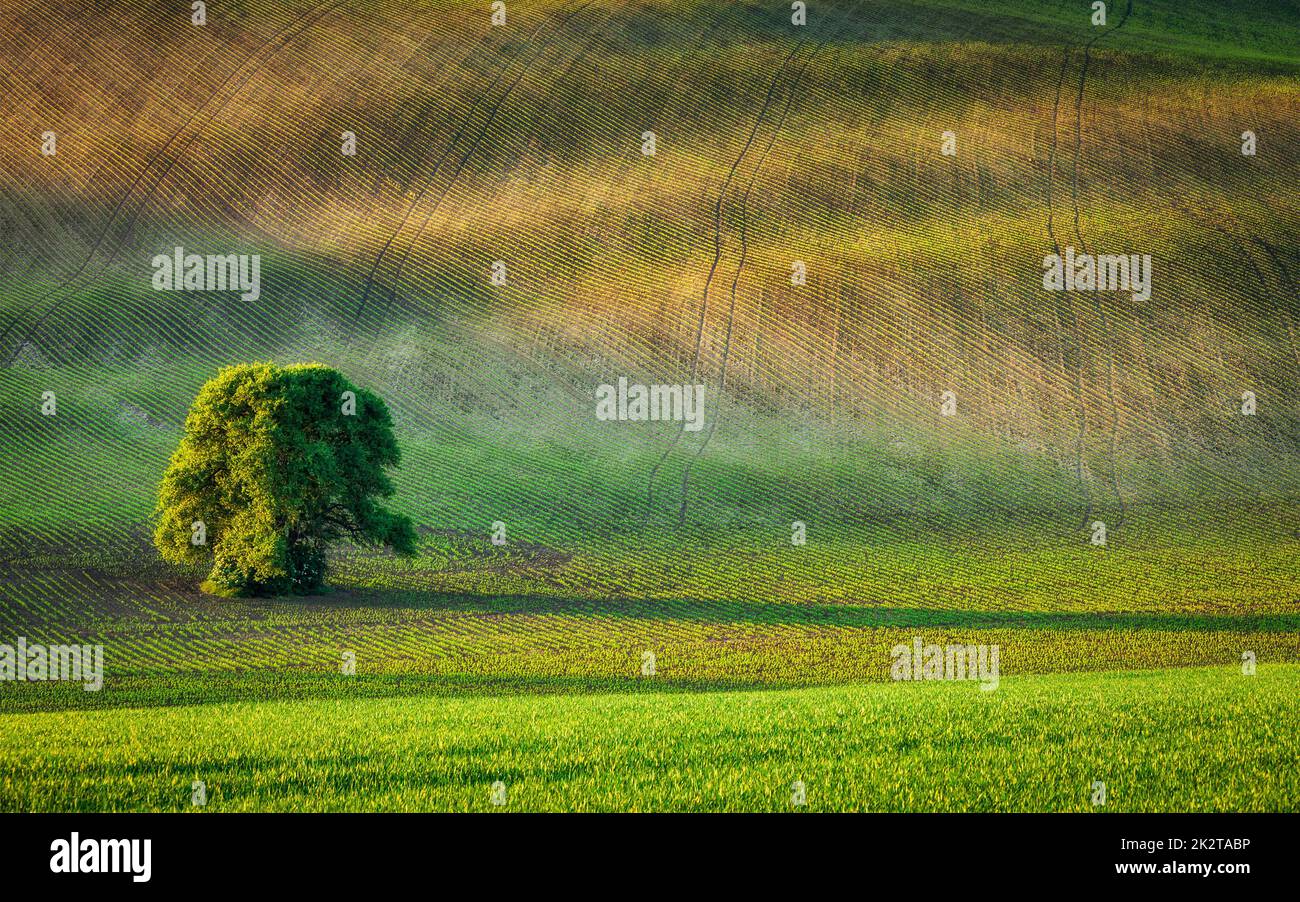 Lonely tree in ploughed field Stock Photo - Alamy