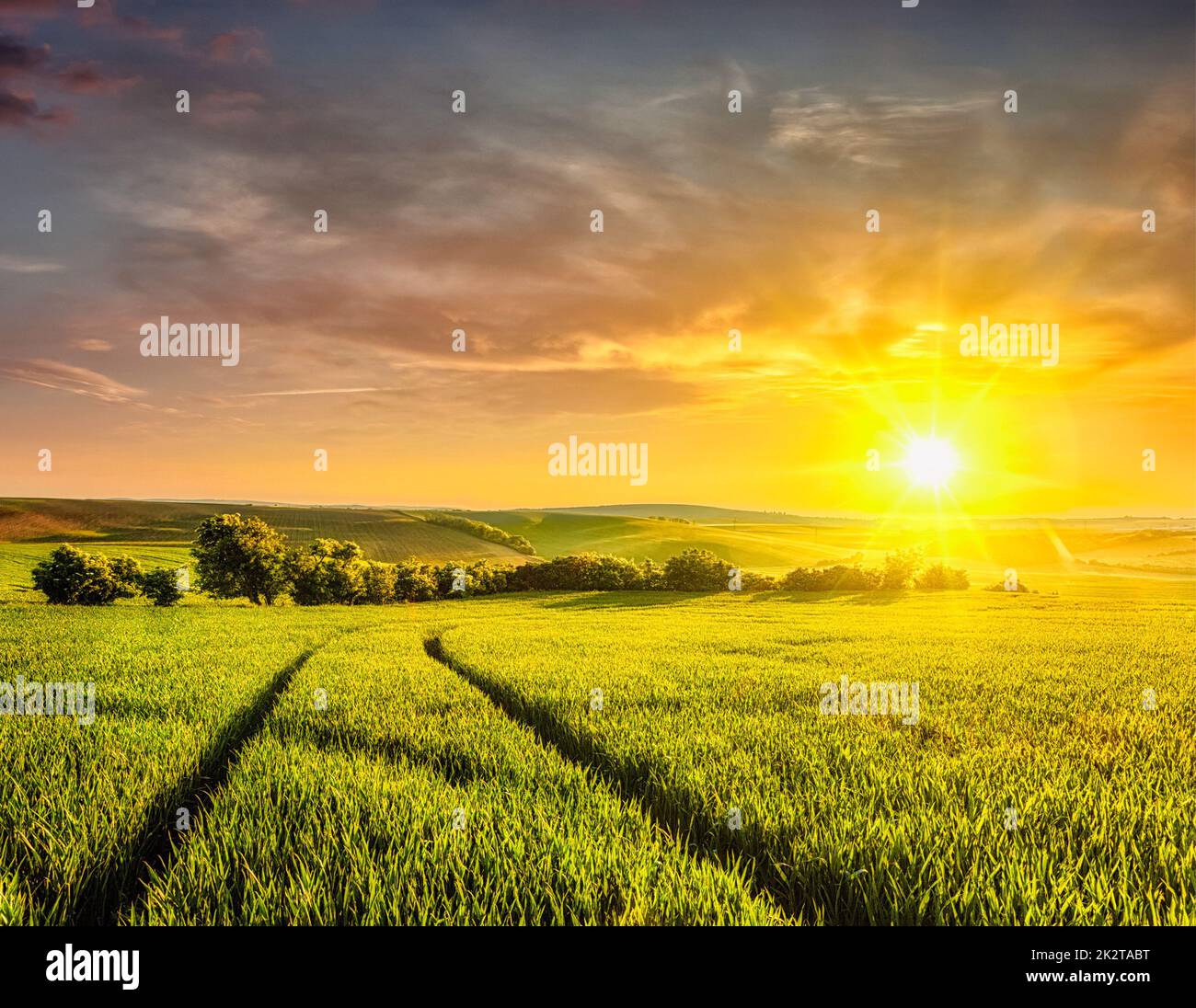Sunset in field Stock Photo - Alamy