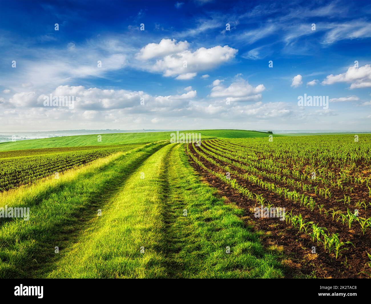 Green rolling fields hi-res stock photography and images - Alamy