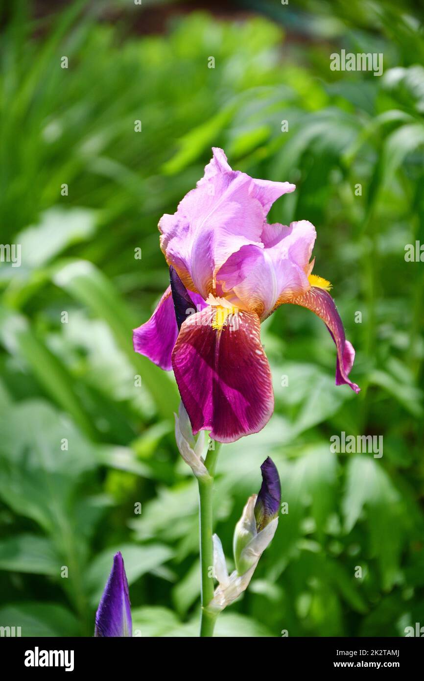 Flower purple bearded iris or Iris Germanica (Latin Iris germanica ...