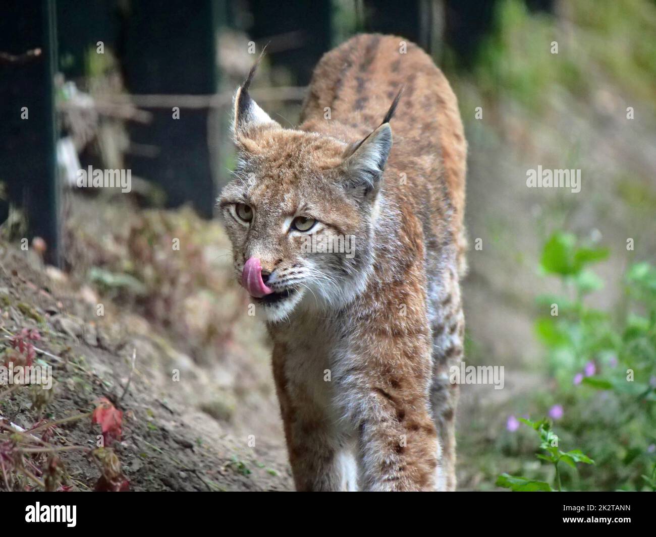 Eurasian bobcat in action in the wild Stock Photo - Alamy