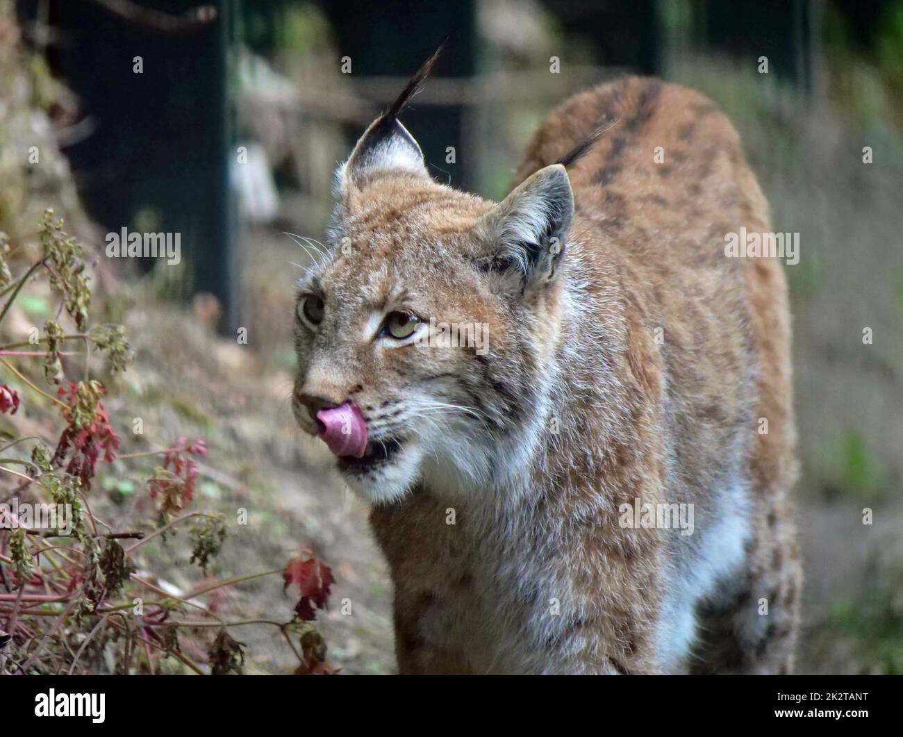 Eurasian bobcat in action in the wild Stock Photo - Alamy