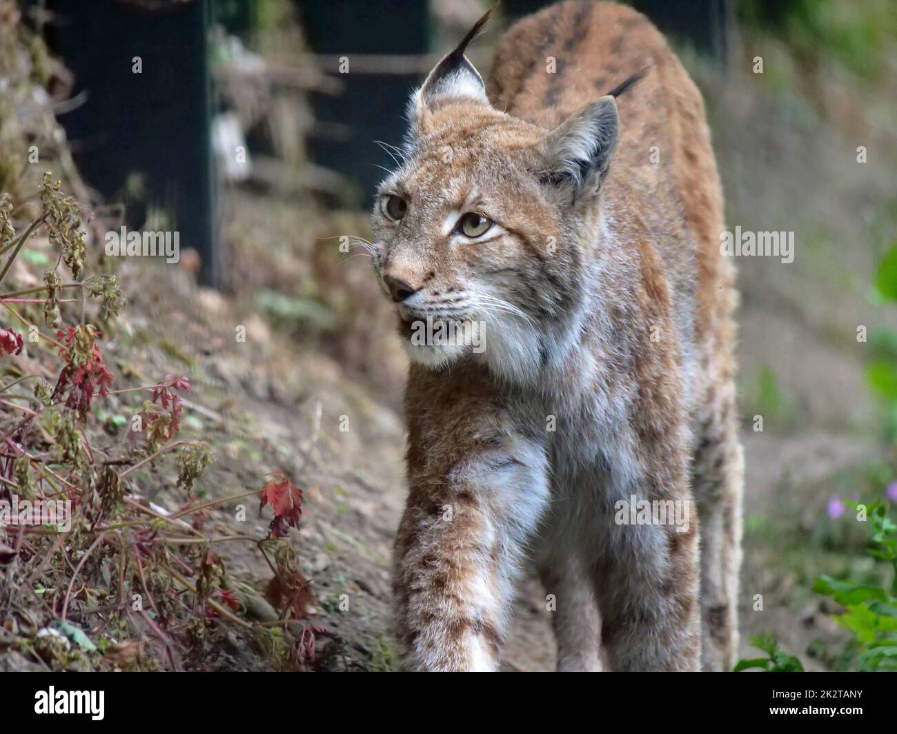 Eurasian bobcat in action in the wild Stock Photo - Alamy