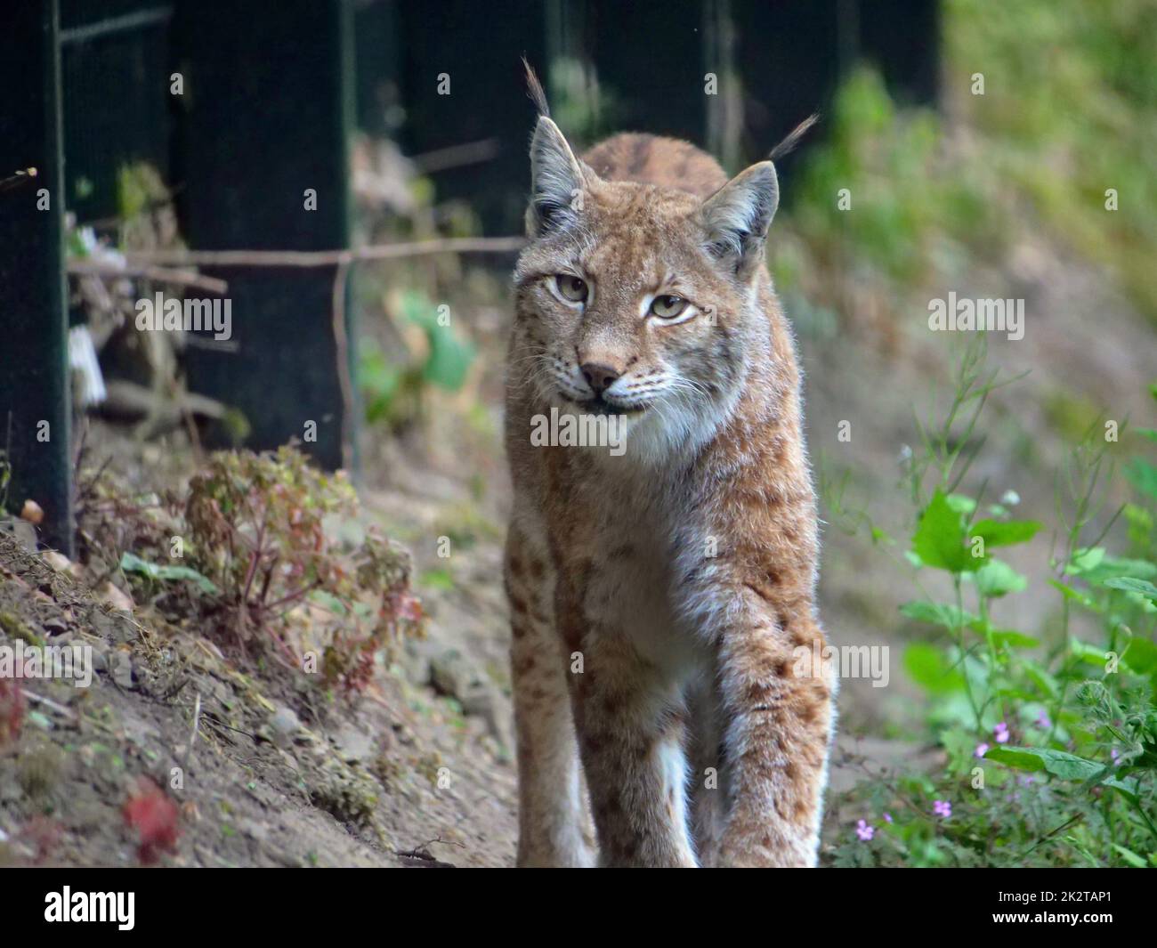 Eurasian bobcat in action in the wild Stock Photo - Alamy