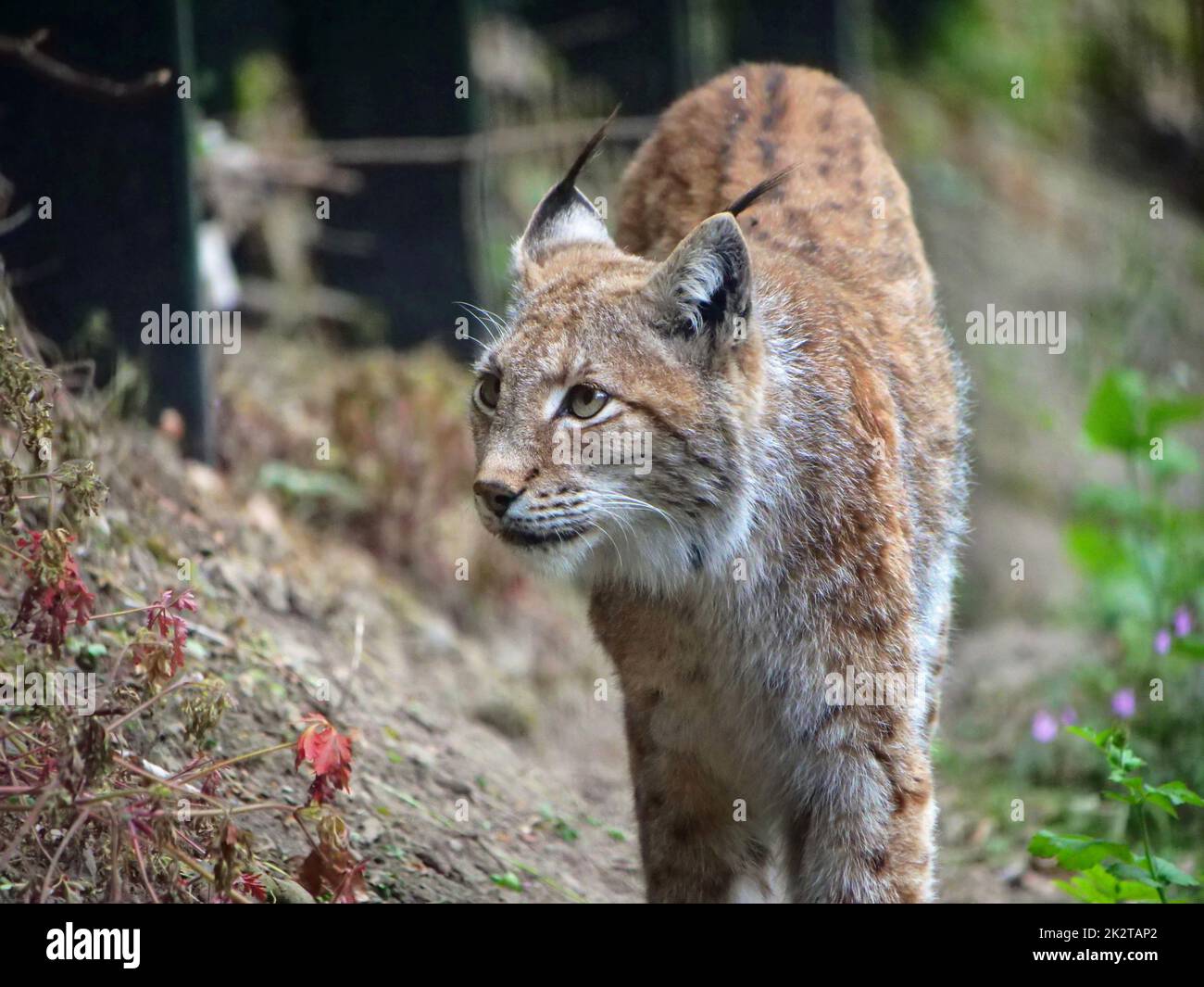 Eurasian bobcat in action in the wild Stock Photo - Alamy