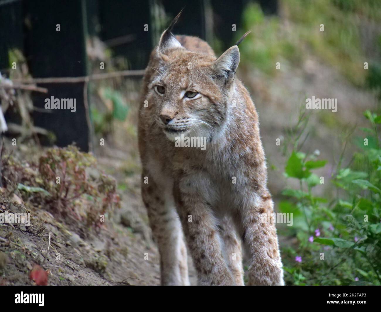 Eurasian bobcat in action in the wild Stock Photo - Alamy