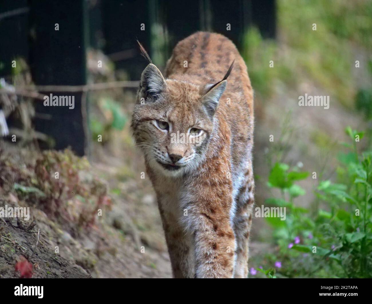 Eurasian bobcat in action in the wild Stock Photo - Alamy