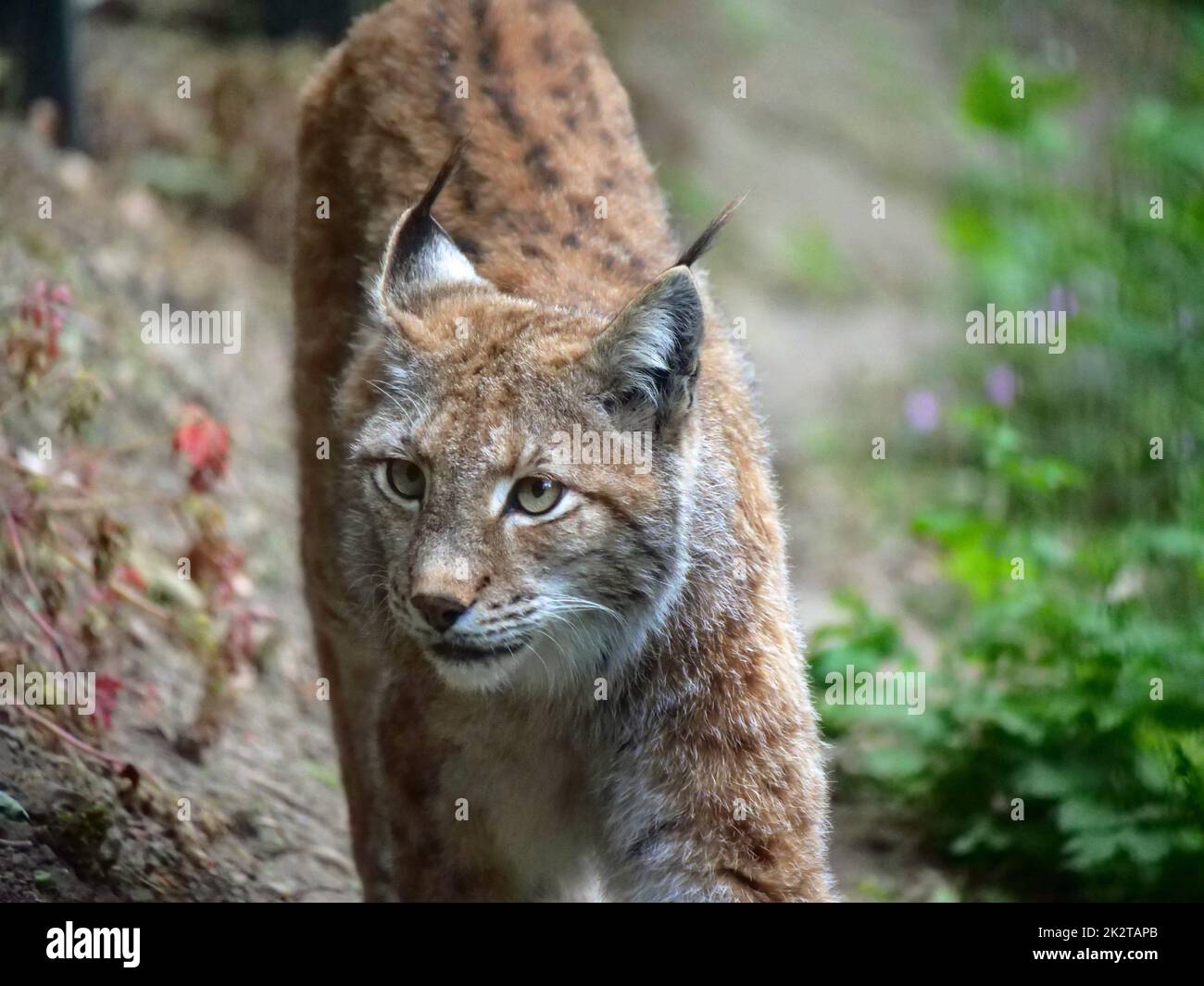 Eurasian bobcat in action in the wild Stock Photo - Alamy