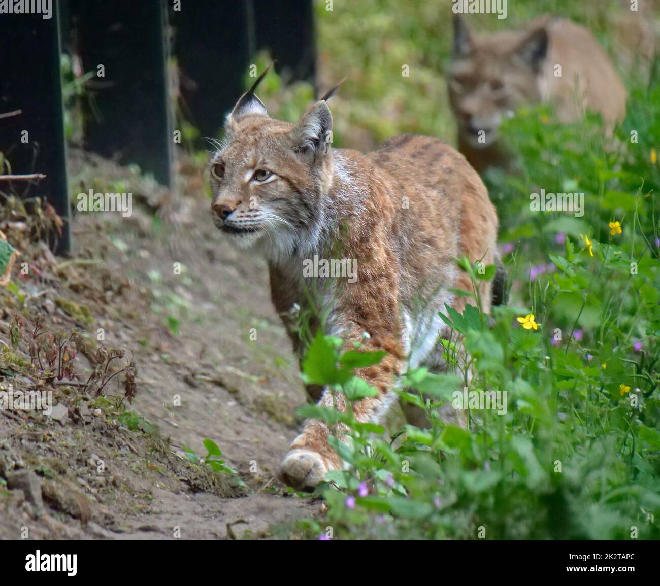 Eurasian bobcat in action in the wild Stock Photo - Alamy