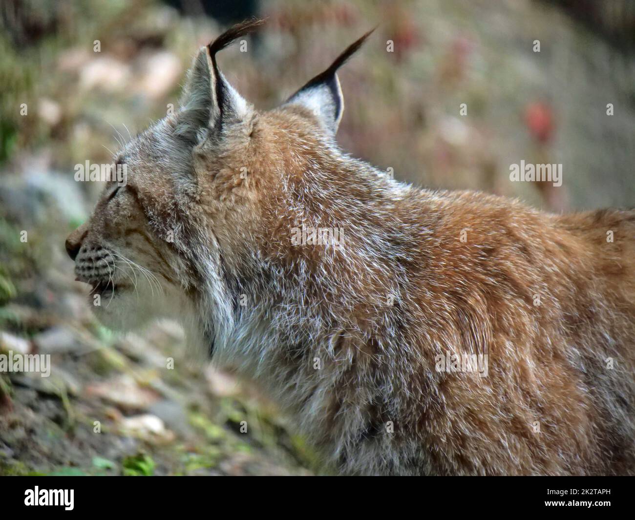Eurasian bobcat in action in the wild Stock Photo - Alamy