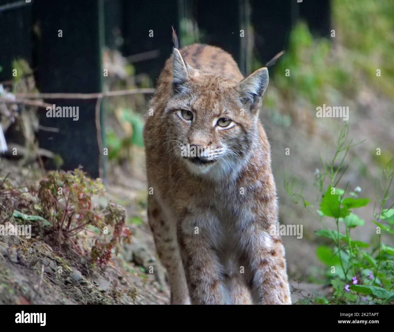 Eurasian bobcat in action in the wild Stock Photo - Alamy