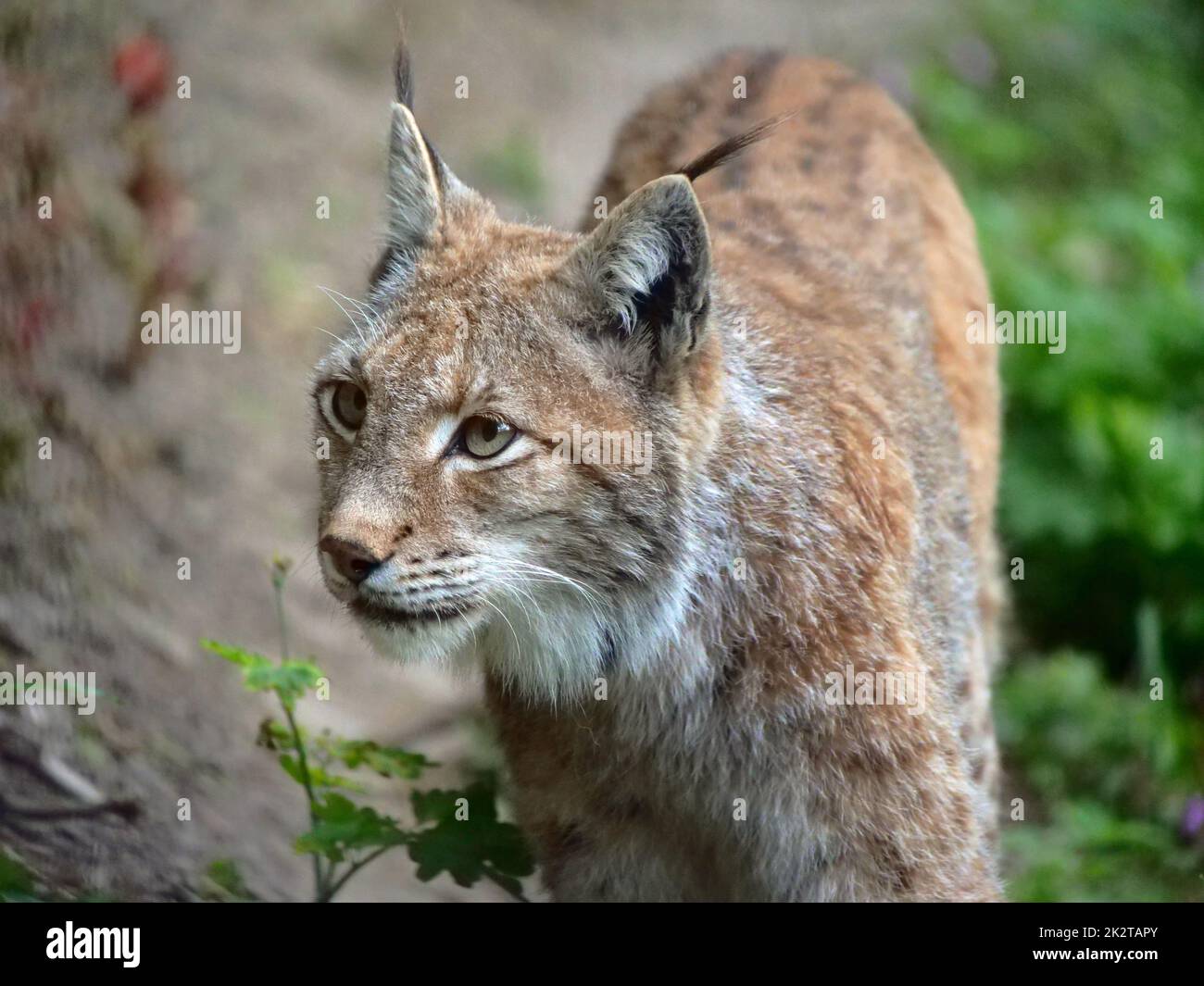 Eurasian bobcat in action in the wild Stock Photo - Alamy