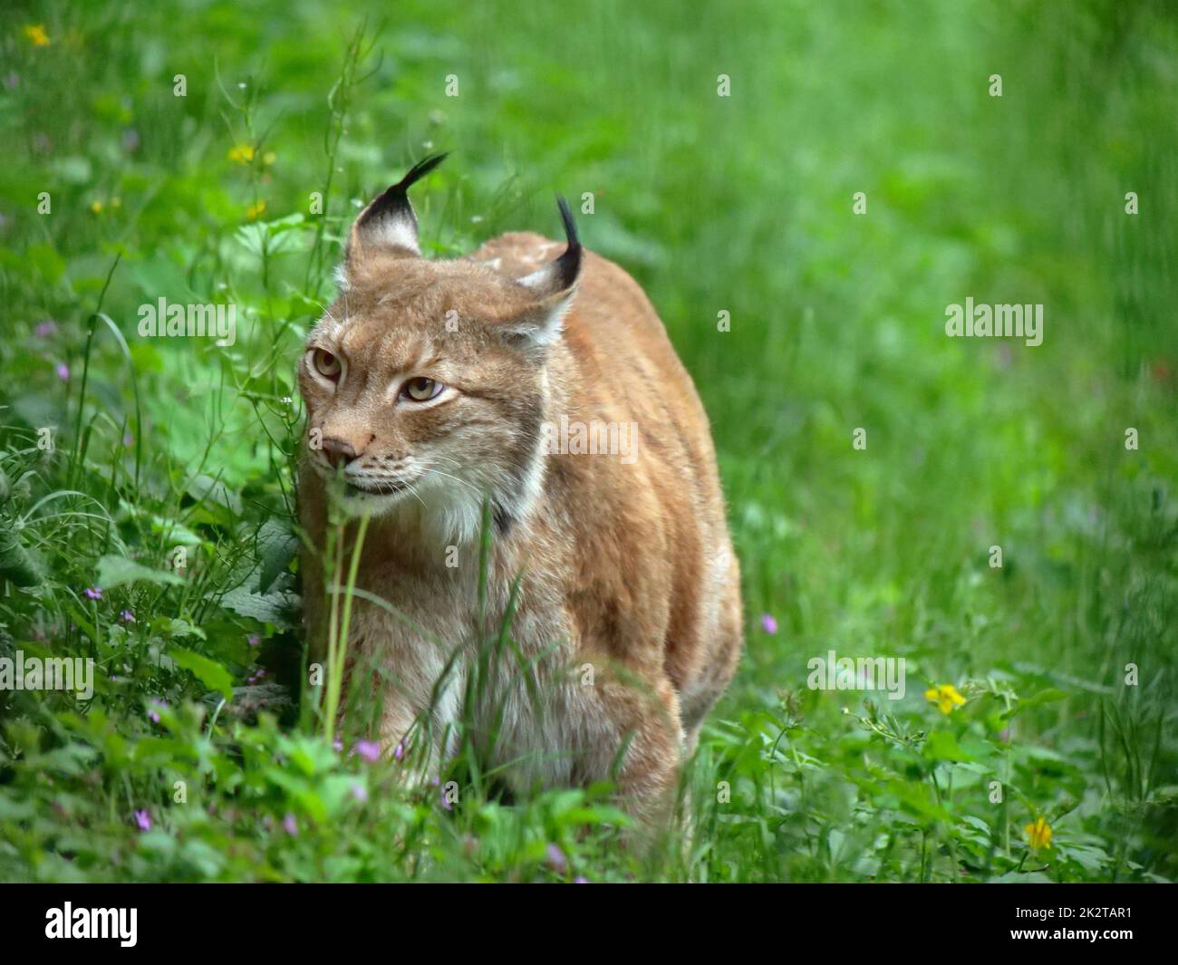Eurasian bobcat in action in the wild Stock Photo - Alamy