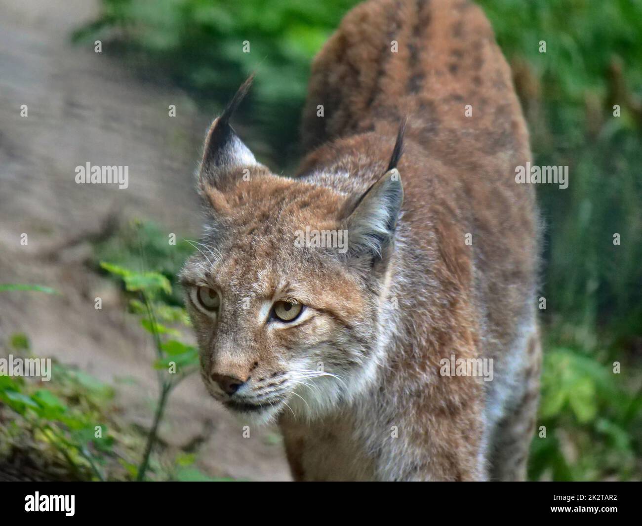 Eurasian bobcat in action in the wild Stock Photo - Alamy