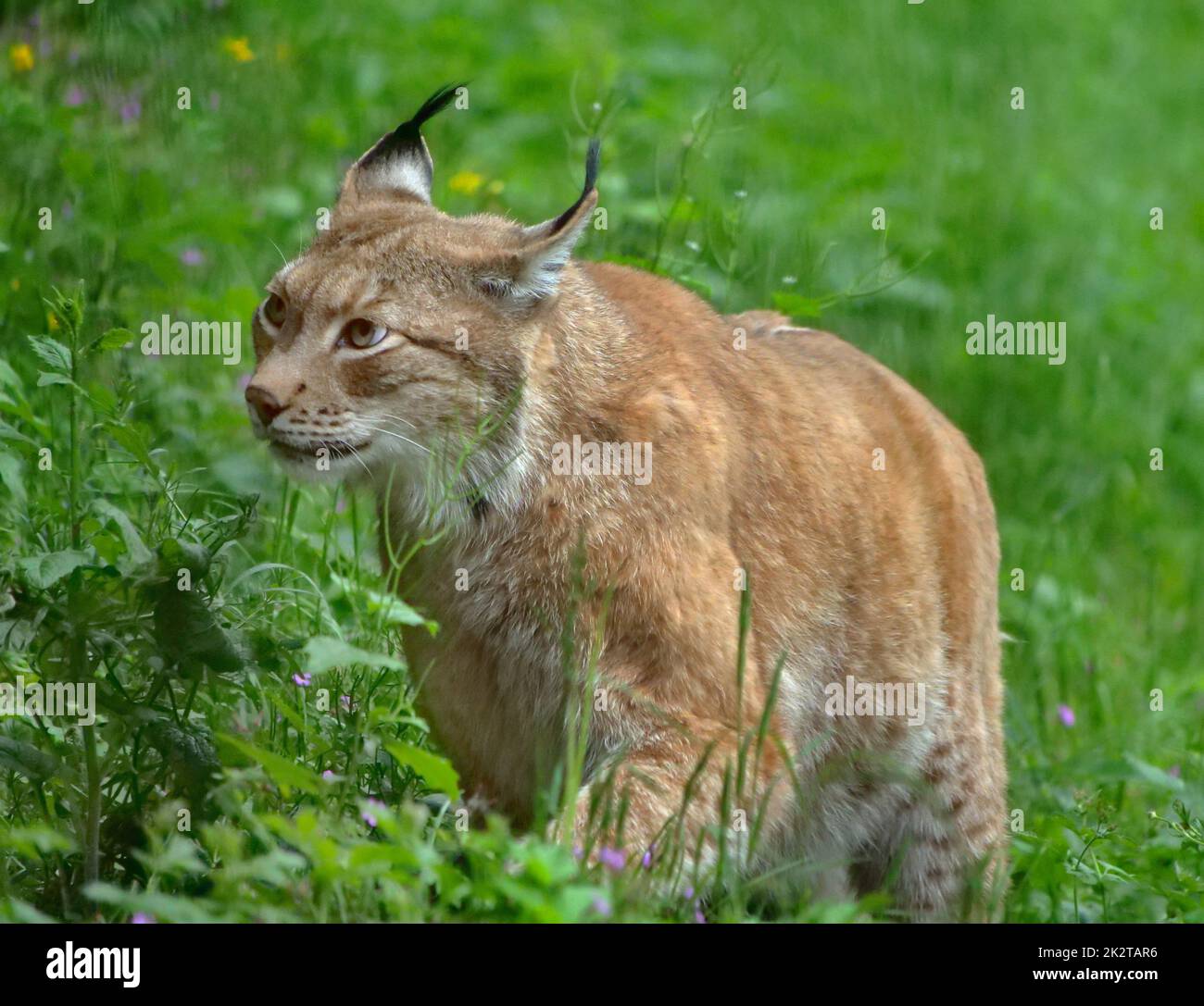 Eurasian bobcat in action in the wild Stock Photo - Alamy