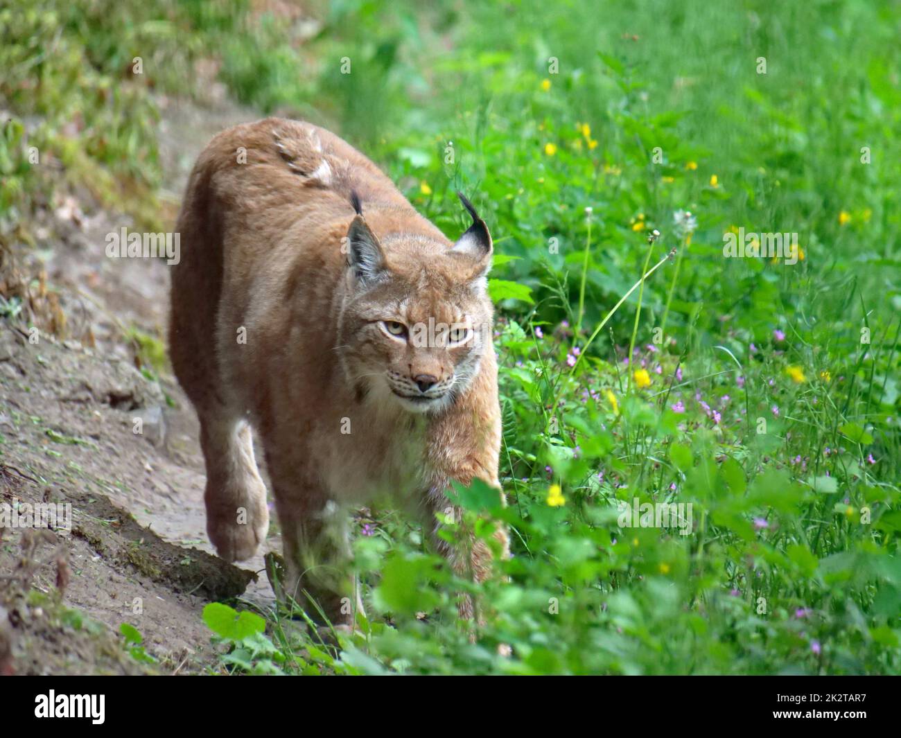 Eurasian bobcat in action in the wild Stock Photo - Alamy