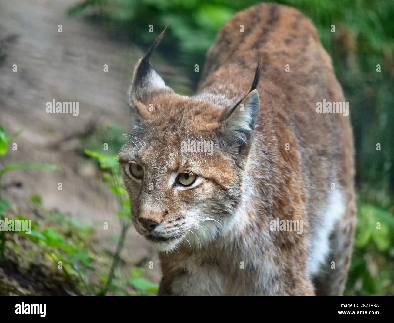 Eurasian bobcat in action in the wild Stock Photo - Alamy