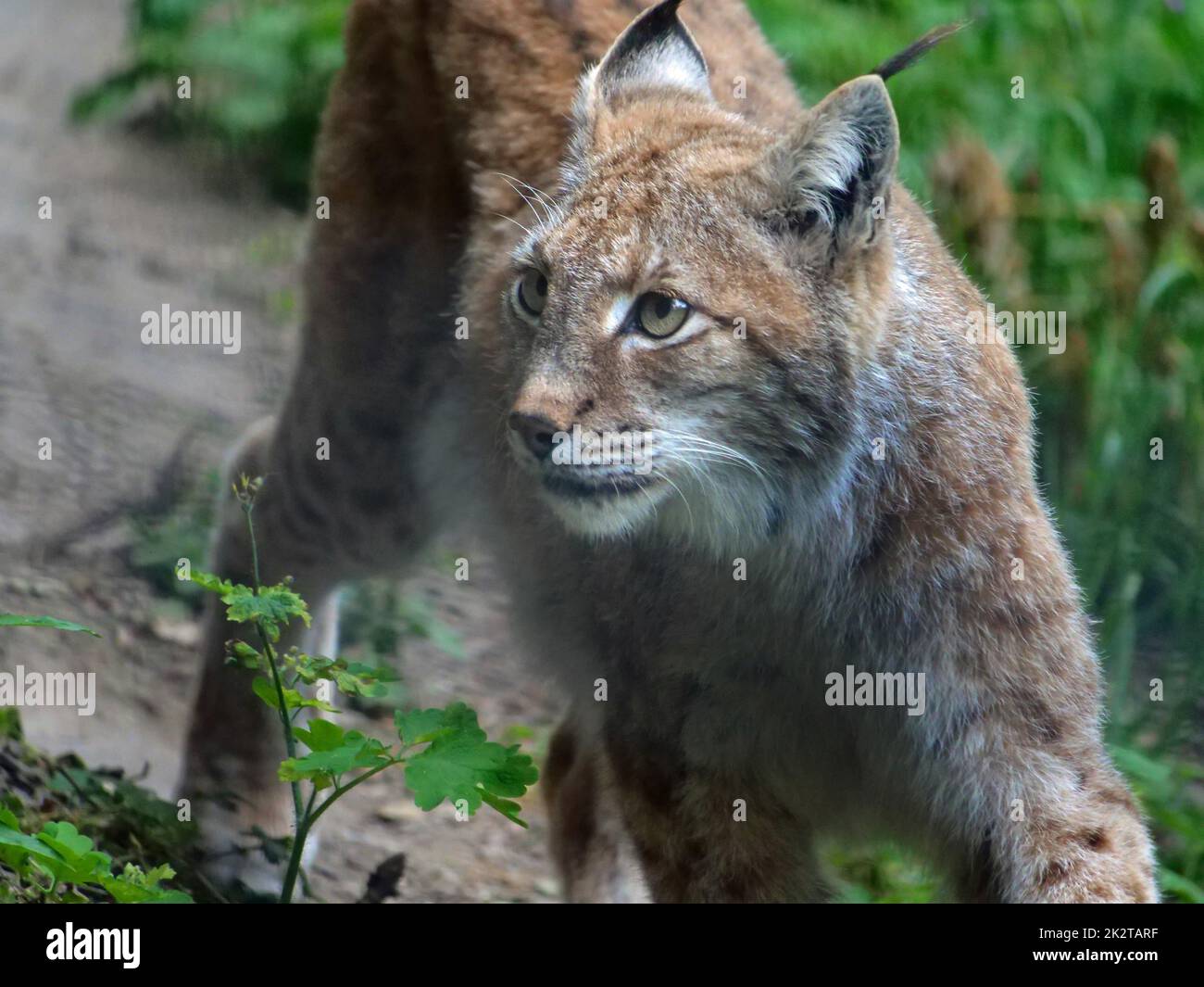 Eurasian bobcat in action in the wild Stock Photo - Alamy