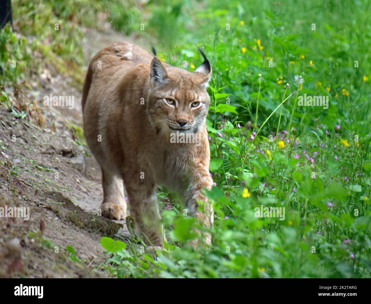 Eurasian bobcat in action in the wild Stock Photo - Alamy