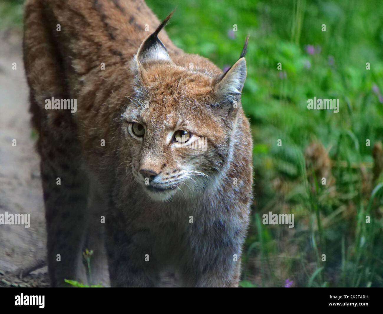 Eurasian bobcat in action in the wild Stock Photo - Alamy