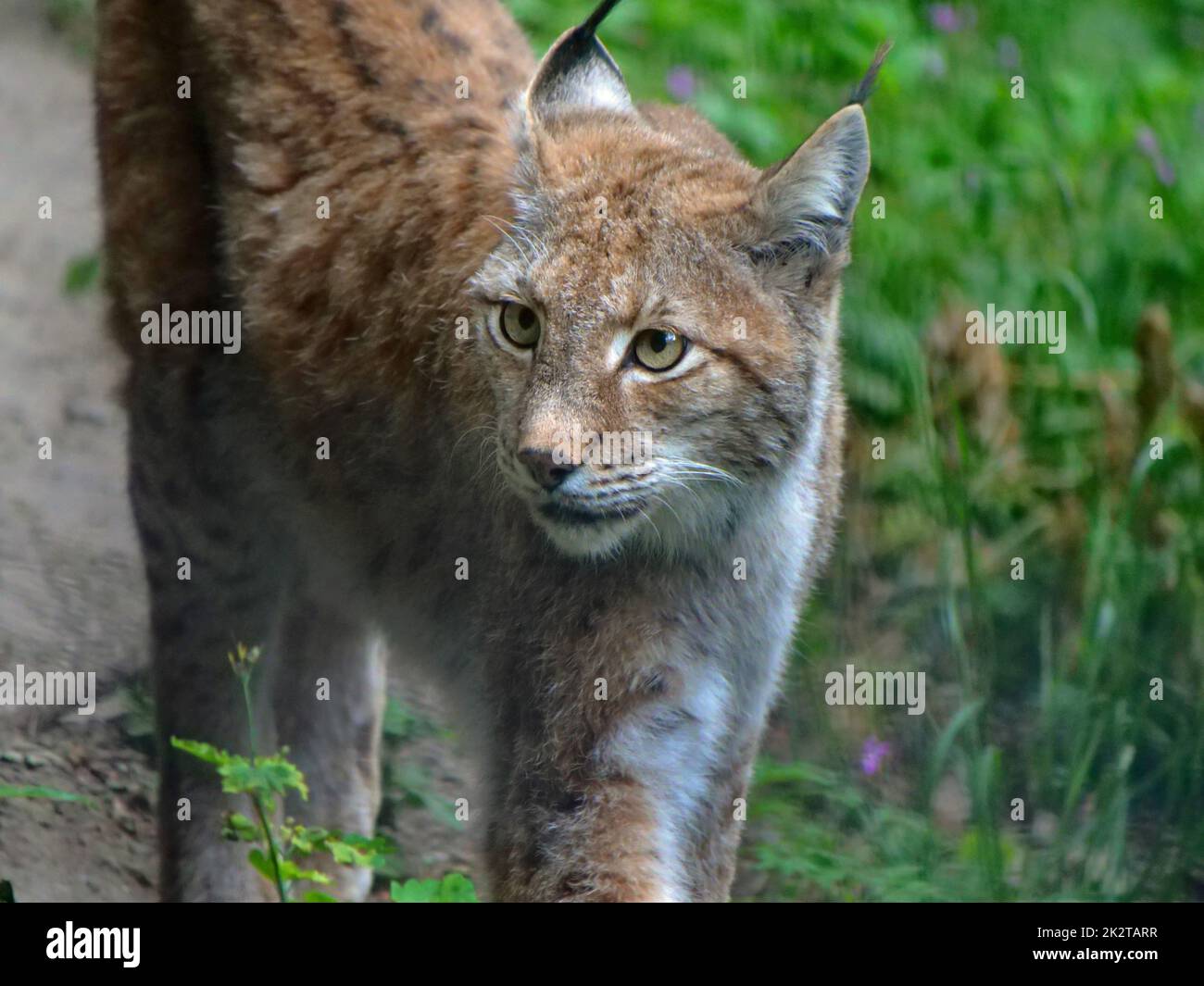 Eurasian bobcat in action in the wild Stock Photo - Alamy