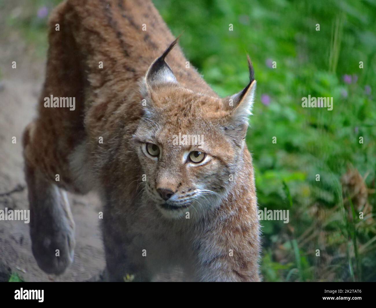 Eurasian bobcat in action in the wild Stock Photo - Alamy
