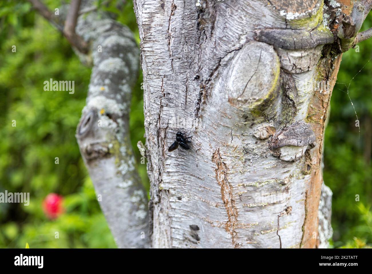 A blue wood bee works on the trunk of an old tree Stock Photo - Alamy