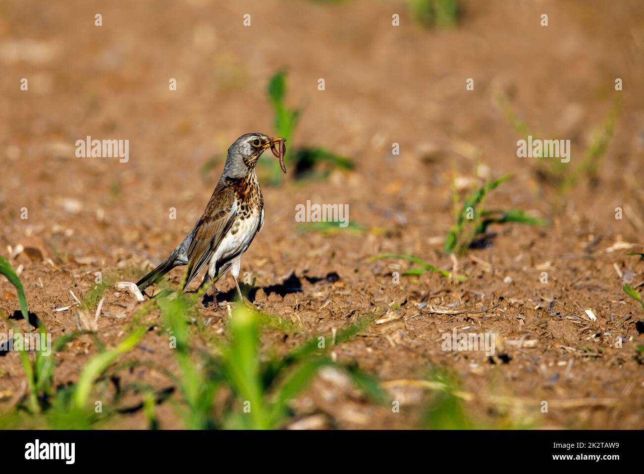 Thrush with earthworm hi-res stock photography and images - Alamy
