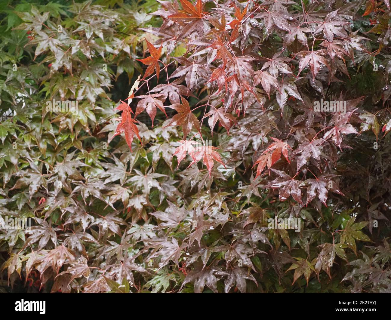 maple acer tree leaves background Stock Photo - Alamy
