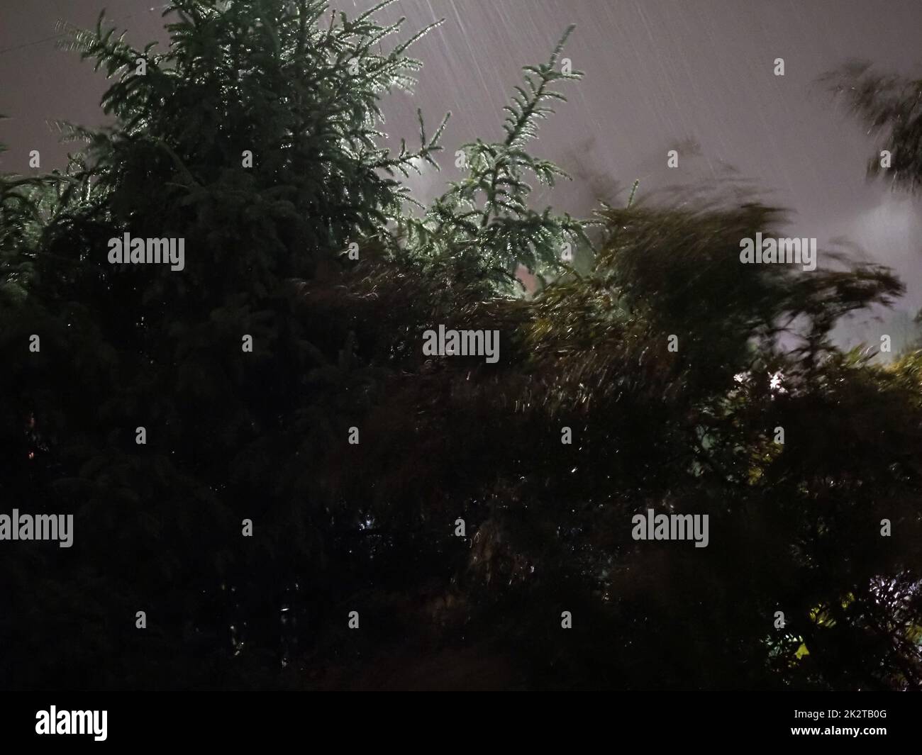 storm in the forest Stock Photo - Alamy