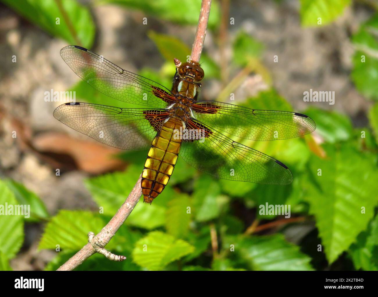 Broad-bodied chaser or broad-bodied darter, dragonfly, young female ...