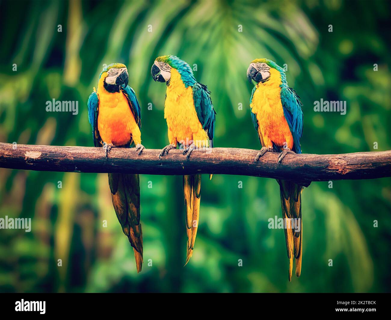 Blue-and-Yellow Macaw in jungle Stock Photo - Alamy