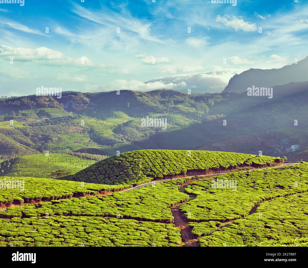 Green Tea Plantation In India at Dennis Harrison blog