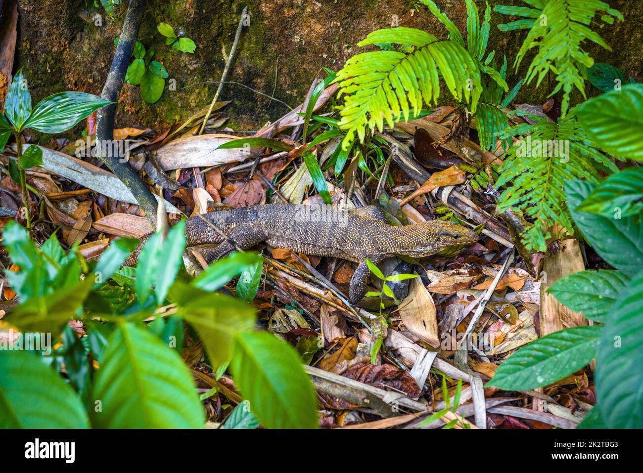Animal varan reptile hi-res stock photography and images - Alamy