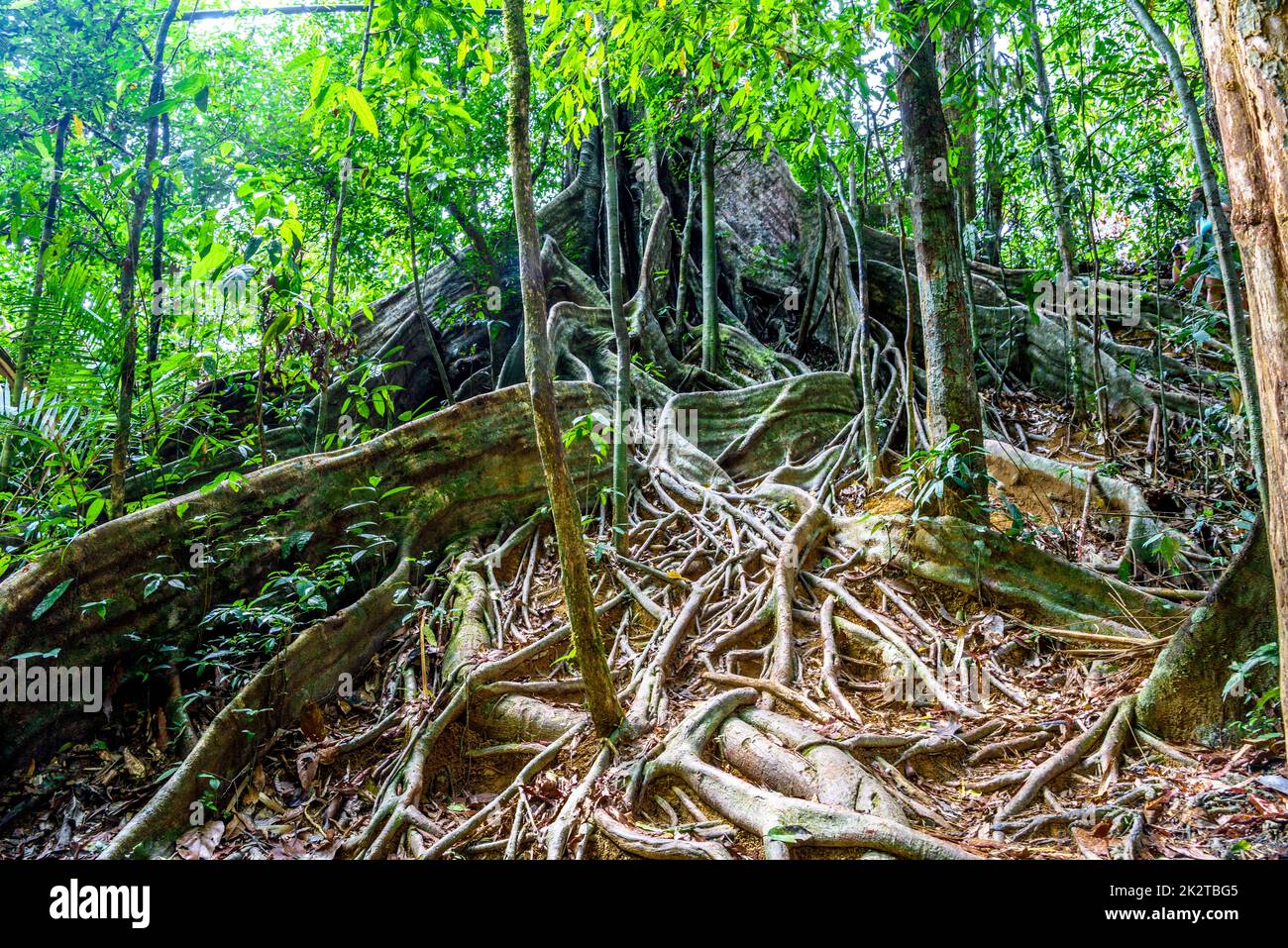 Tree roots of huge tree, Khlong Phanom National Park, Kapong, Ph Stock ...