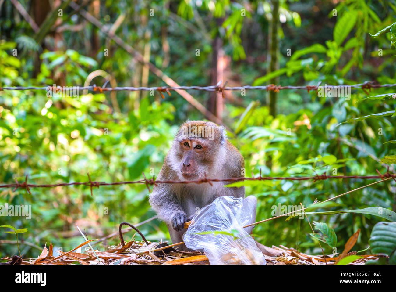Macaque monkey is eating nuts, Khlong Phanom National Park, Kapo Stock ...