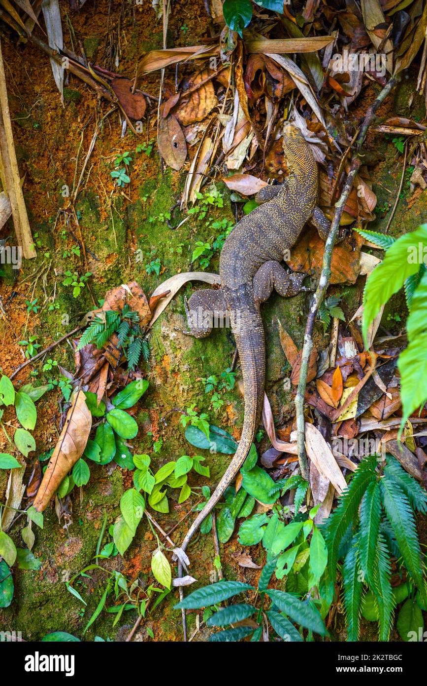 Varan lizard, Khlong Phanom National Park, Kapong, Phang-nga, Th Stock ...