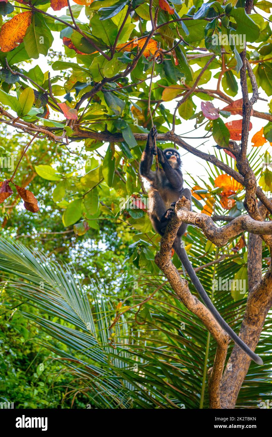 Ape leaf rain hi-res stock photography and images - Alamy