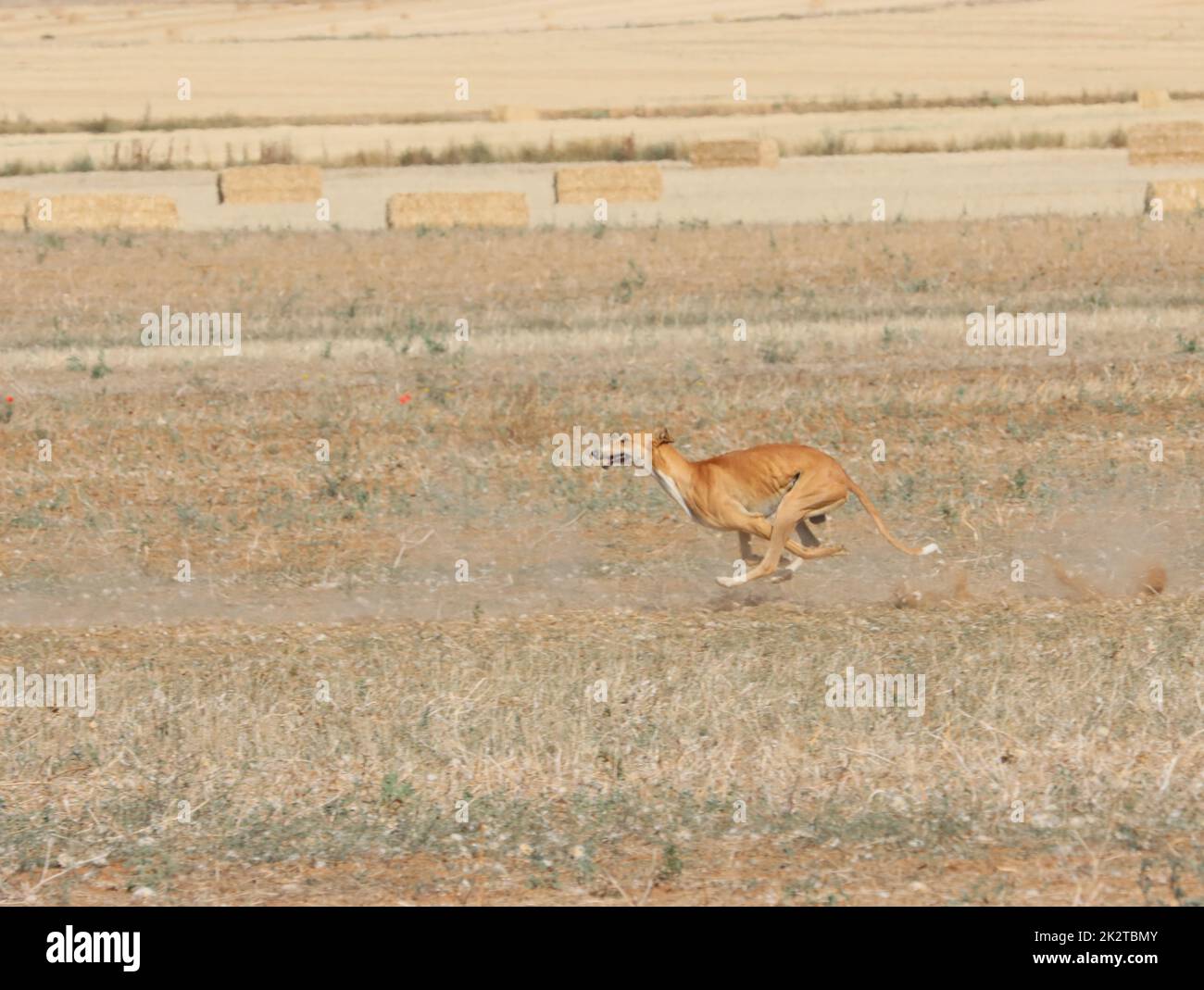 greyhound race fast dog domestic animal field hare hunting Stock Photo ...