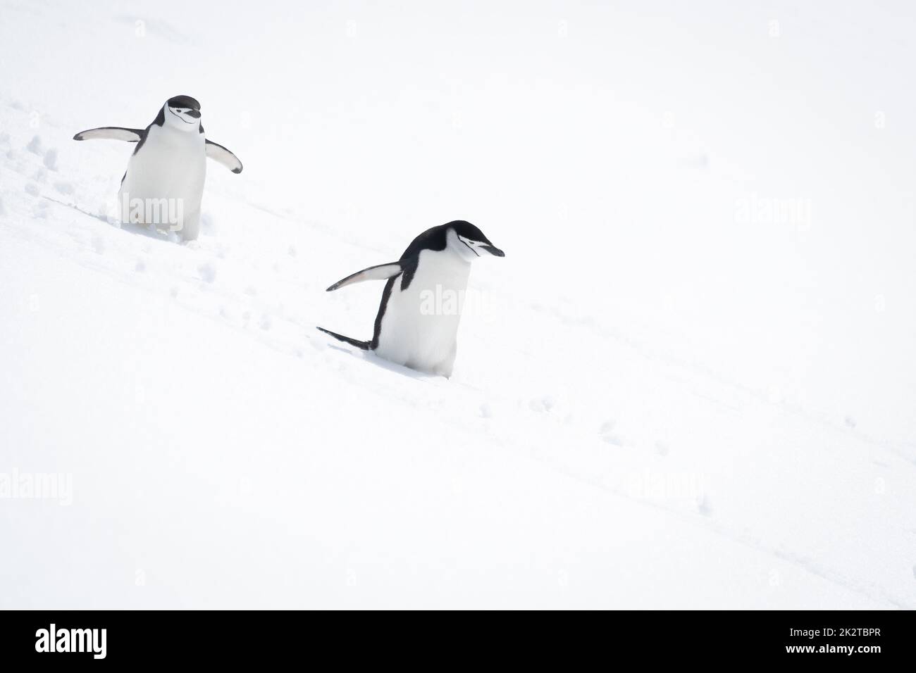 Two chinstrap penguins slide down snowy slope Stock Photo - Alamy