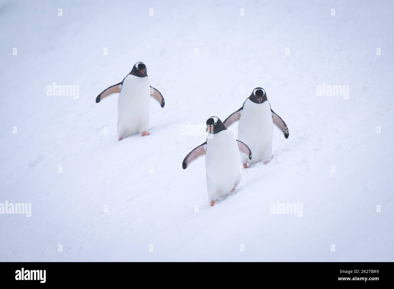 Three gentoo penguins waddle down snowy slope Stock Photo - Alamy