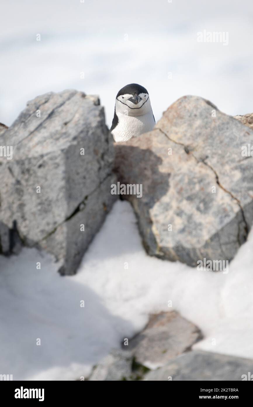 Penguin plays peekaboo from behind rocks Stock Photo - Alamy Penguin plays peekaboo from behind rocks Stock Photo - Alamy