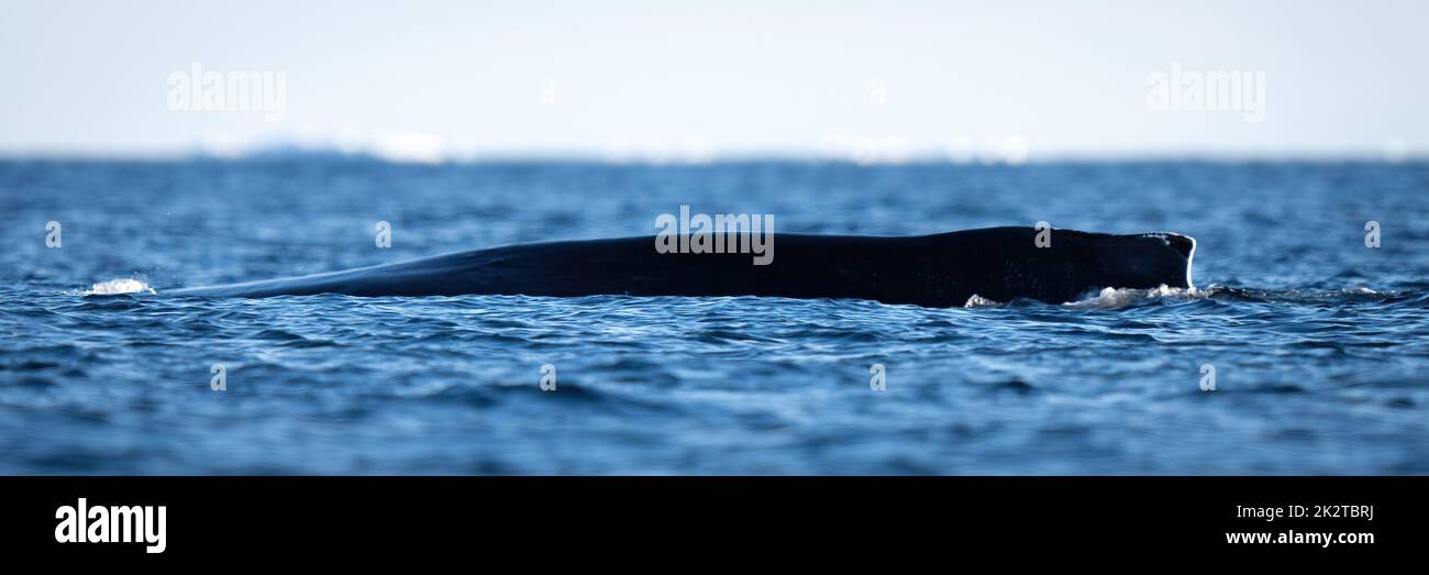 Panorama of humpback whale surfacing in ocean Stock Photo - Alamy